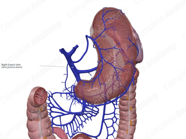 Right Gastric Vein | Complete Anatomy