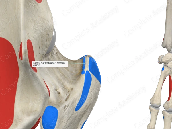 Insertion of Obturator Internus Muscle | Complete Anatomy