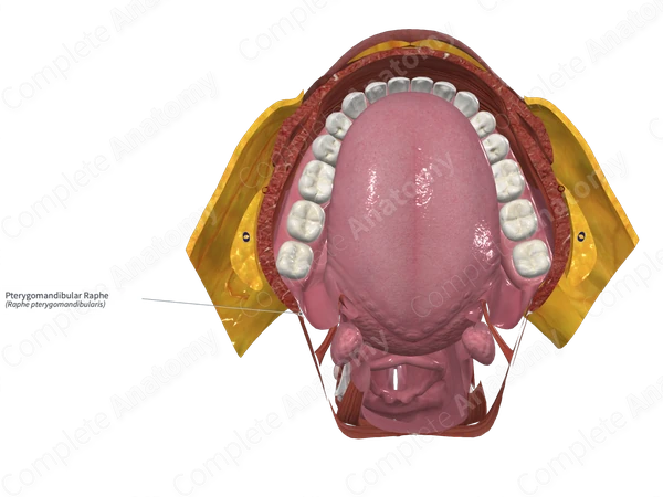 Pterygomandibular Raphe | Complete Anatomy