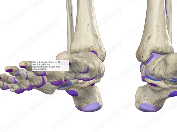 Distal Articular Facet of First Metatarsal Bone | Complete Anatomy