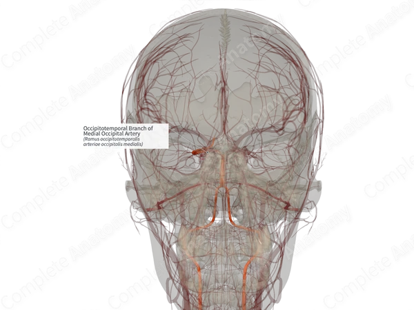 Occipitotemporal Branch of Medial Occipital Artery (Left) | Complete ...