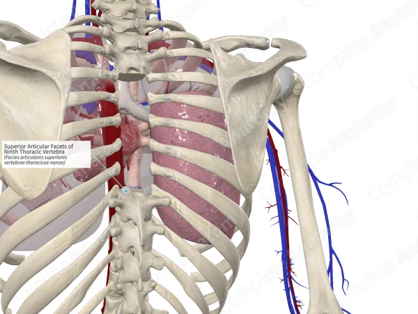 Superior Articular Facets of Ninth Thoracic Vertebra | Complete Anatomy