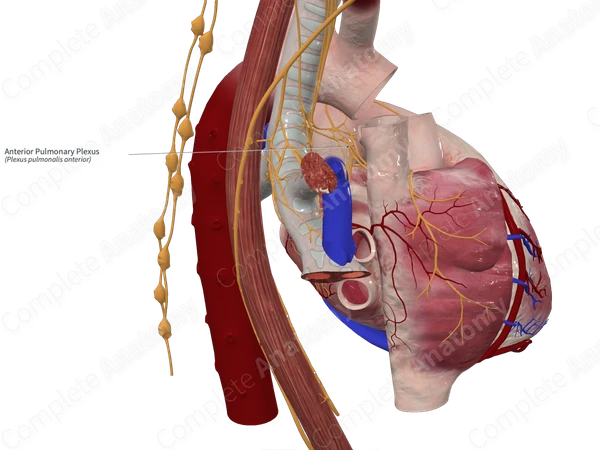 Anterior Pulmonary Plexus | Complete Anatomy