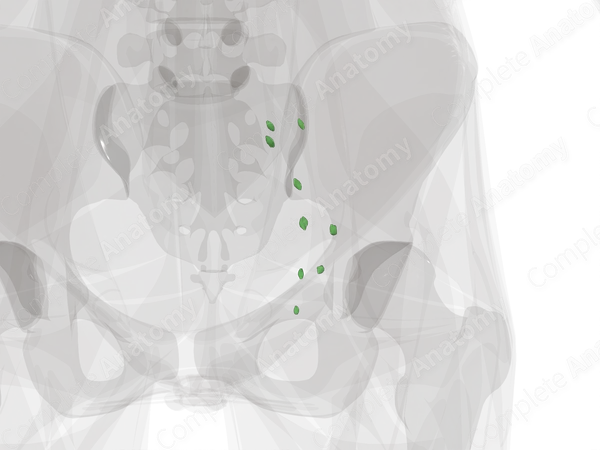External Iliac Nodes (Left) | Complete Anatomy