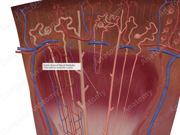 Outer Zone of Renal Medulla | Complete Anatomy