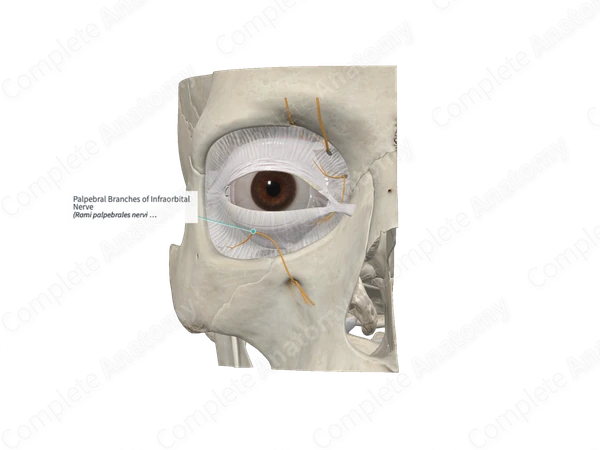 Palpebral Branches of Infraorbital Nerve | Complete Anatomy