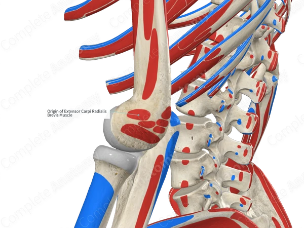 Origin of Extensor Carpi Radialis Brevis Muscle | Complete Anatomy