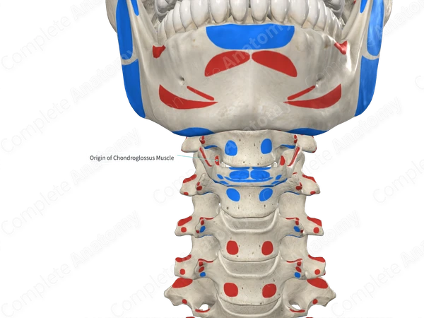 Origin of Chondroglossus Muscle | Complete Anatomy