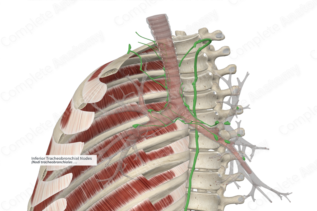 Inferior Tracheobronchial Nodes | Complete Anatomy