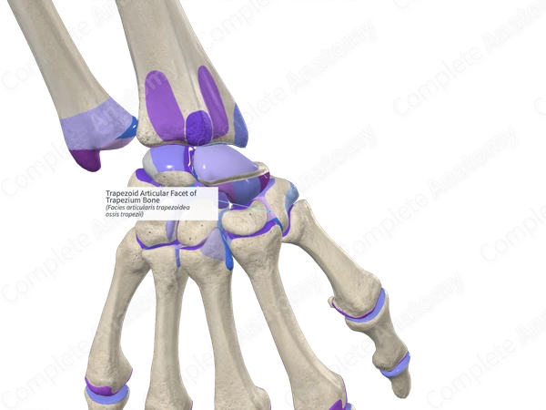 Trapezoid Articular Facet of Trapezium Bone | Complete Anatomy
