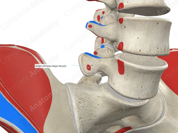Origin of Psoas Major Muscle | Complete Anatomy