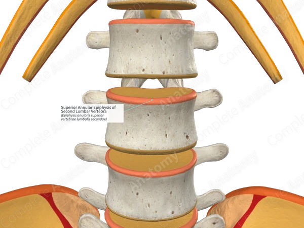 Superior Annular Epiphysis of Second Lumbar Vertebra | Complete Anatomy