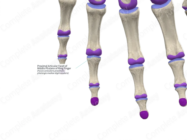 Proximal Articular Facet of Middle Phalanx of Ring Finger | Complete ...