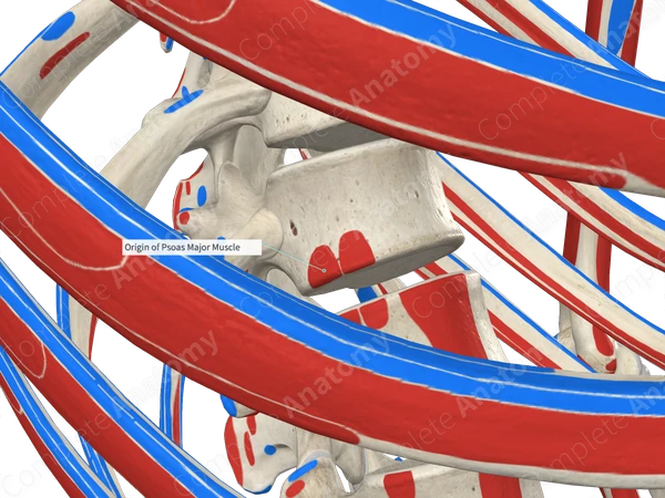 Origin of Psoas Major Muscle | Complete Anatomy
