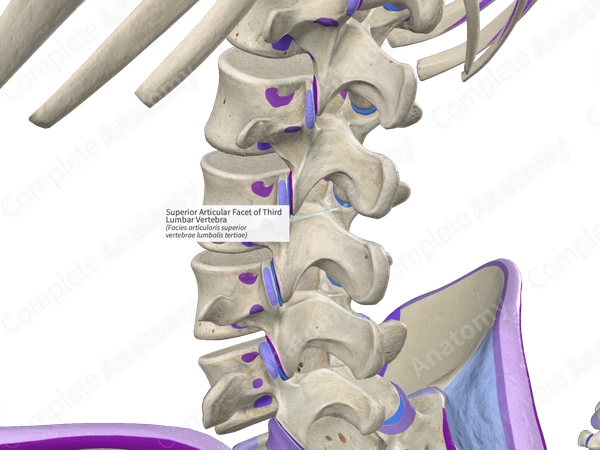 Superior Articular Facet of Third Lumbar Vertebra (Left) | Complete Anatomy