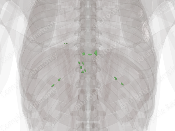 Superior Diaphragmatic Nodes | Complete Anatomy