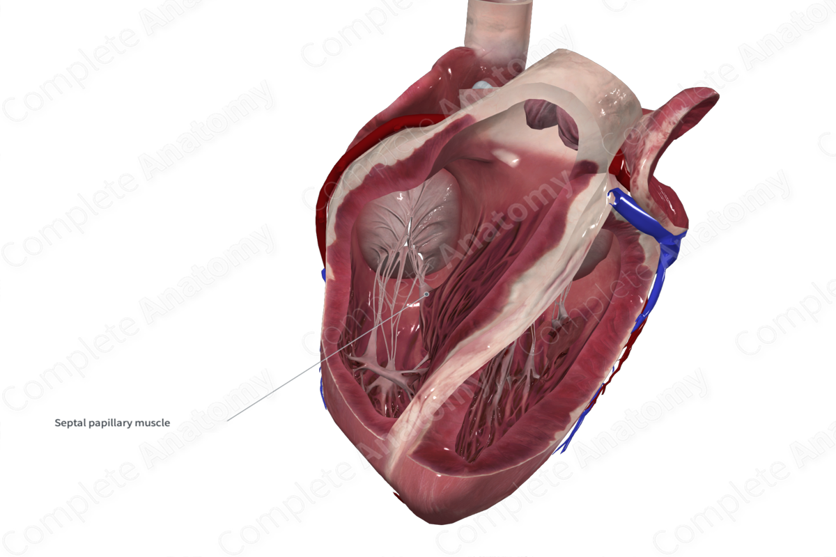 Septal Papillary Muscle Of Right Ventricle Complete Anatomy