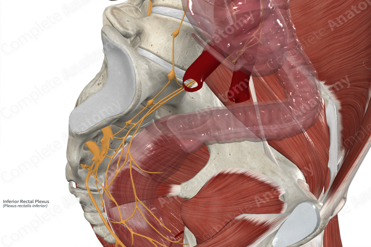 Inferior Rectal Plexus Complete Anatomy