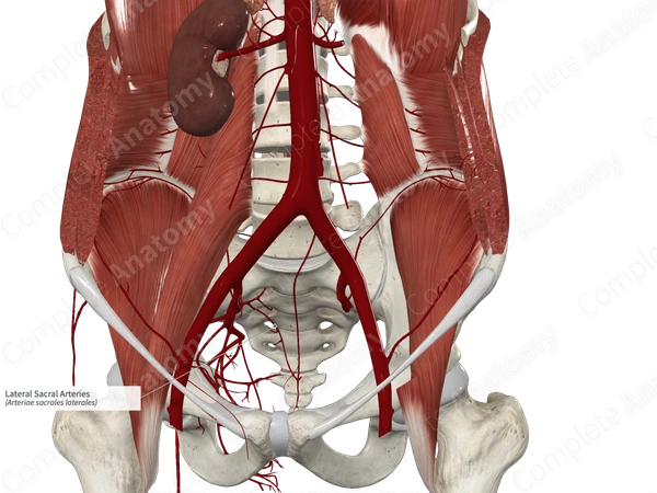 Lateral Sacral Arteries | Complete Anatomy