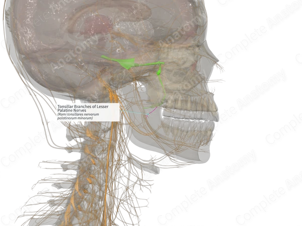 Tonsillar Branches of Lesser Palatine Nerves (Left) | Complete Anatomy