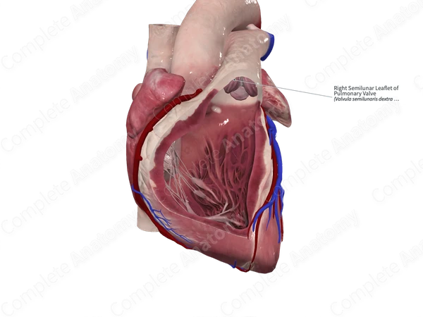 Valvula Semilunar Direita Sistema Excitocondutor Cardíaco E