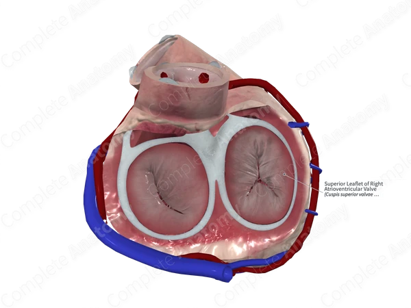 Superior Leaflet of Right Atrioventricular Valve | Complete Anatomy