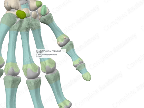 Head of Proximal Phalanx of Thumb | Complete Anatomy