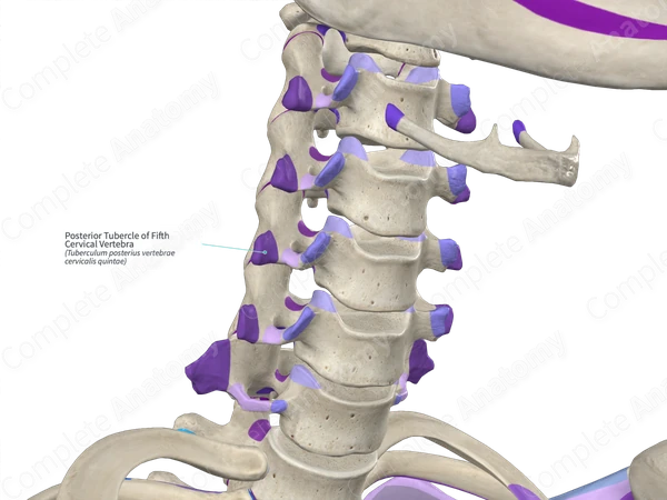 Posterior Tubercle of Fifth Cervical Vertebra (Right) | Complete Anatomy
