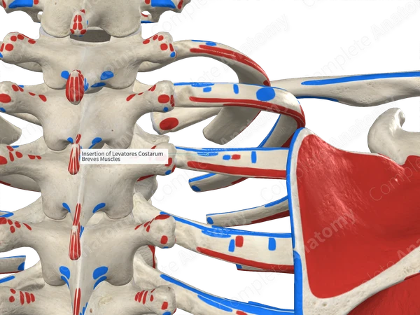 Insertion of Levatores Costarum Breves Muscles | Complete Anatomy