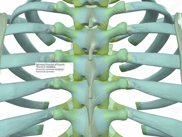 Spinous Process of Fourth Thoracic Vertebra | Complete Anatomy