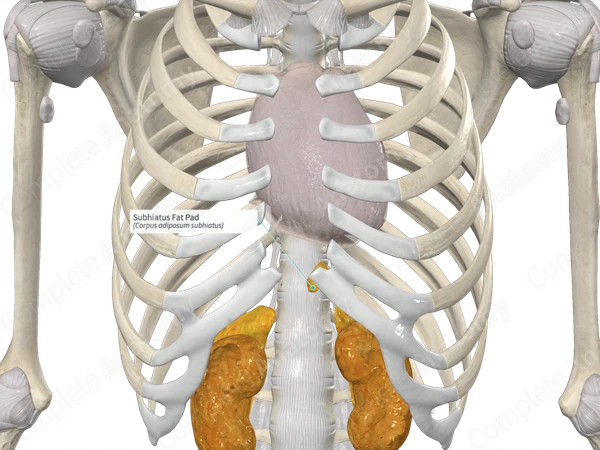 Subhiatus Fat Pad | Complete Anatomy