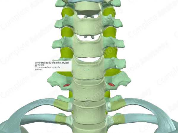 Vertebral Body of Sixth Cervical Vertebra | Complete Anatomy