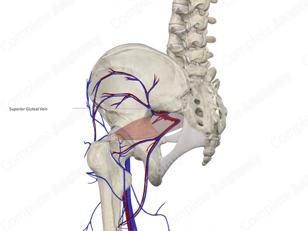 Superior Gluteal Veins | Complete Anatomy