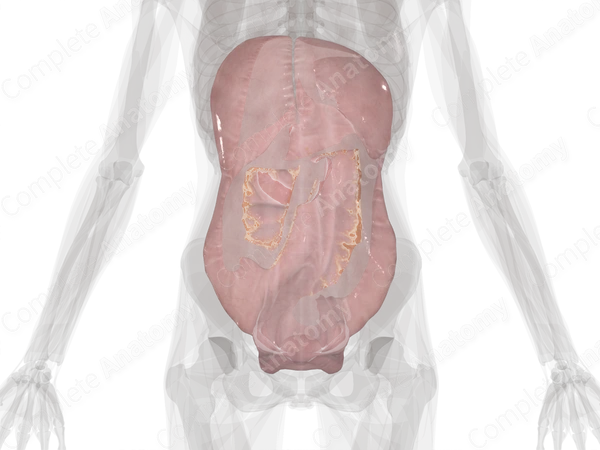 Parietal Peritoneum | Complete Anatomy
