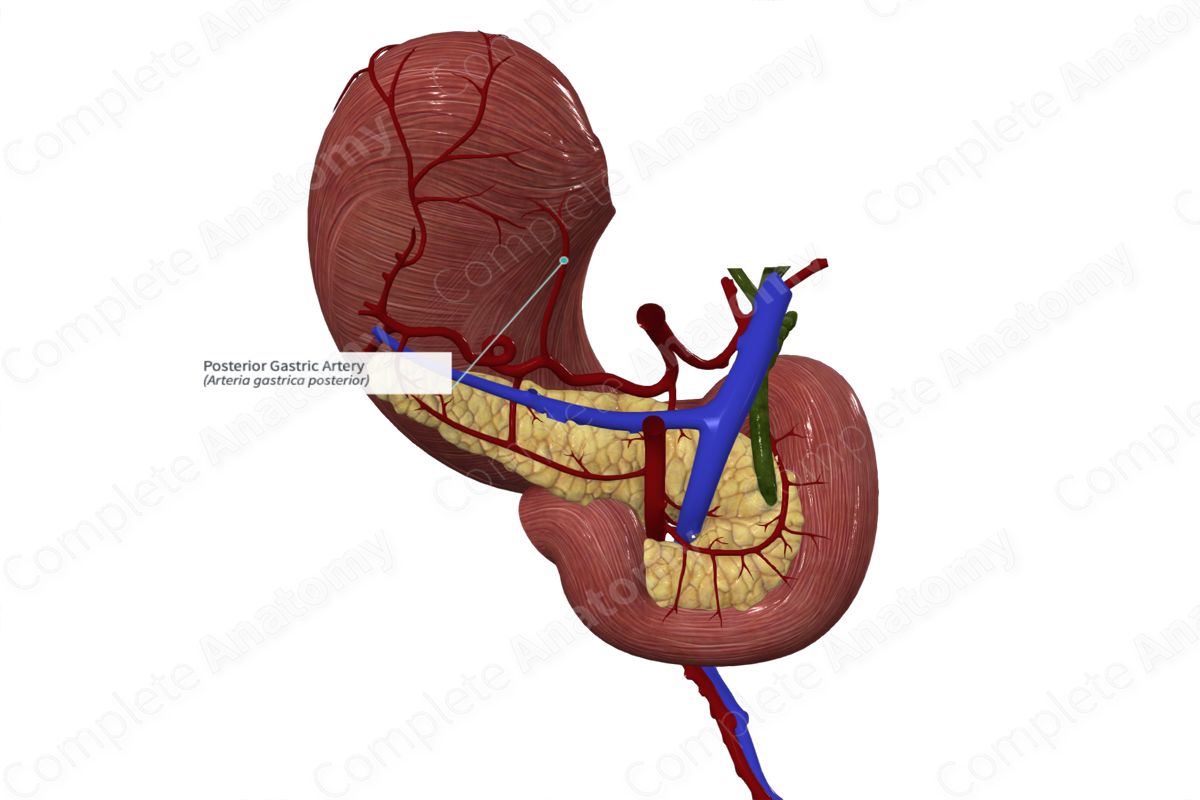 Posterior Gastric Artery Complete Anatomy