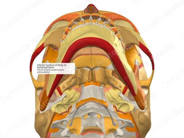 Inferior Surface of Body of Sphenoid Bone | Complete Anatomy