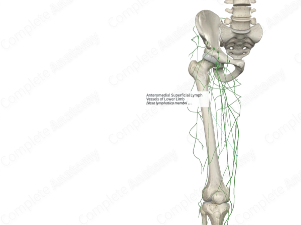Anteromedial Superficial Lymph Vessels of Lower Limb | Complete Anatomy