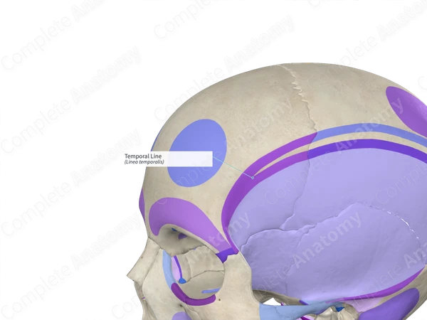 Temporal Line (Right) | Complete Anatomy