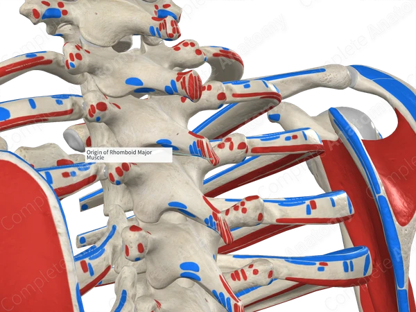 Origin of Rhomboid Major Muscle | Complete Anatomy