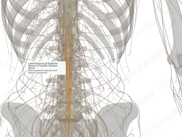 Lateral Branch of Posterior Ramus of Twelfth Thoracic Nerve (Left ...