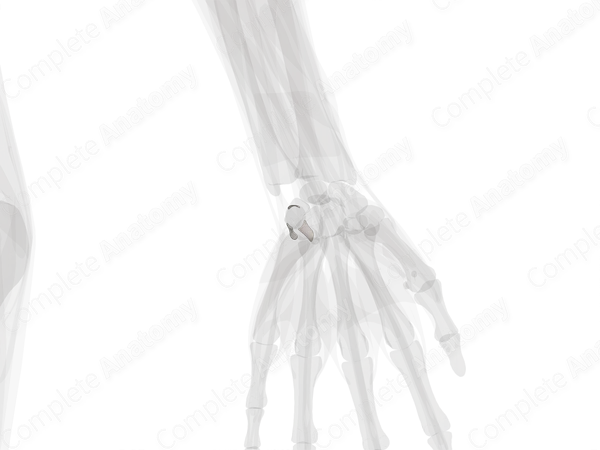 Pisiform Joint (Left) | Complete Anatomy