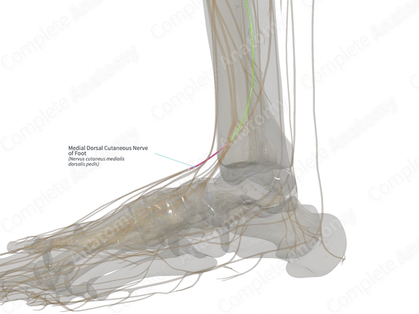 Medial Dorsal Cutaneous Nerve of Foot (Left) | Complete Anatomy