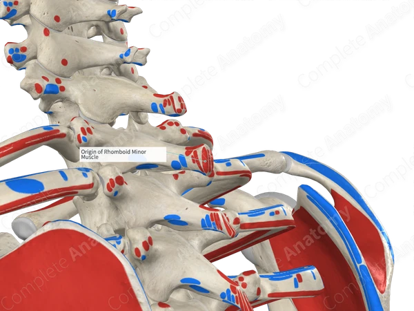 Origin of Rhomboid Minor Muscle | Complete Anatomy