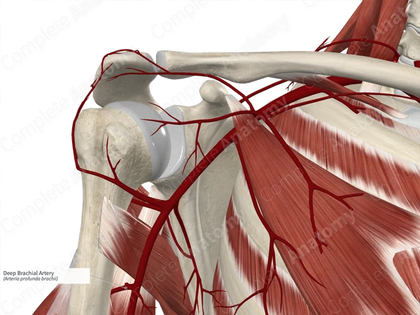 Deep Brachial Artery | Complete Anatomy