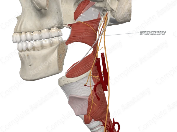 Superior Laryngeal Nerve | Complete Anatomy