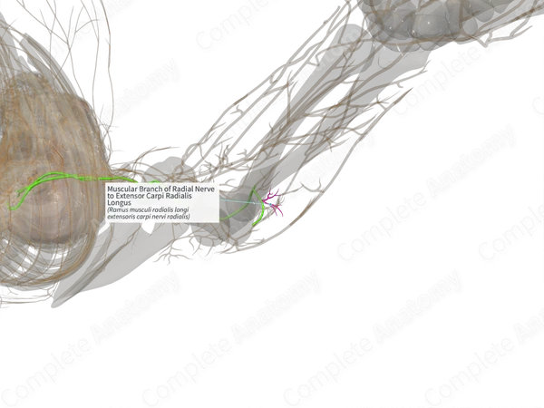 Muscular Branch of Radial Nerve to Extensor Carpi Radialis Longus ...