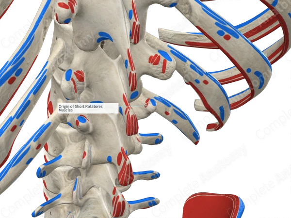 Origin of Short Rotatores Muscles | Complete Anatomy