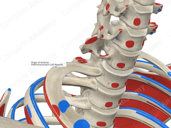 Origin of Anterior Intertransversarii Colli Muscles | Complete Anatomy