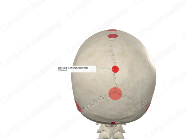 Obelion (Left Parietal Part) | Complete Anatomy