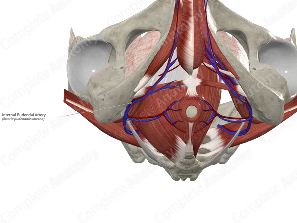 Internal Pudendal Artery | Complete Anatomy